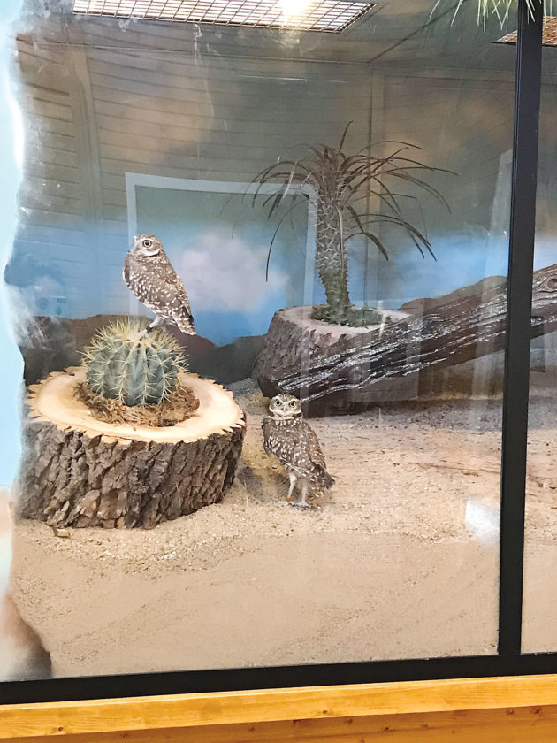 Burrowing owls | News, Sports, Jobs - Minot Daily News